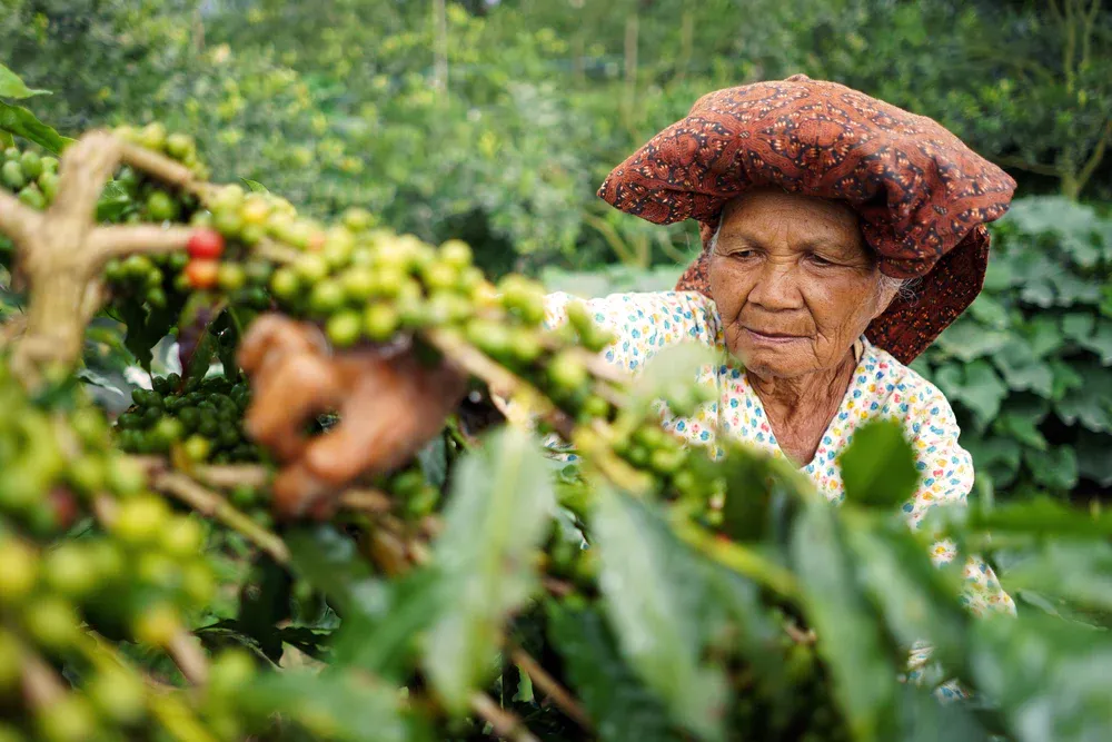 Indonesia’s Global Coffee Hub Plan: What It Means for Green Coffee ...